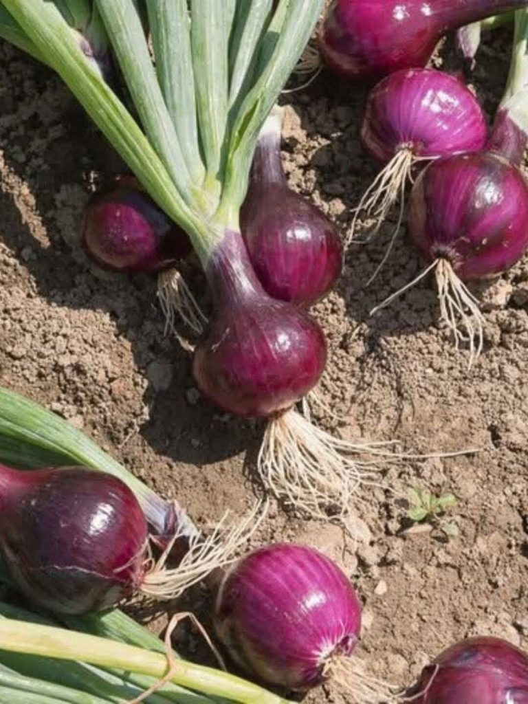 Doctors Reveal That Eating Onion Causes – Awesome Food